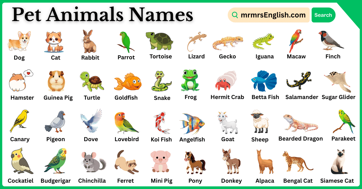 Pet Animals Names in English with their Pictures - MR MRS ENGLISH