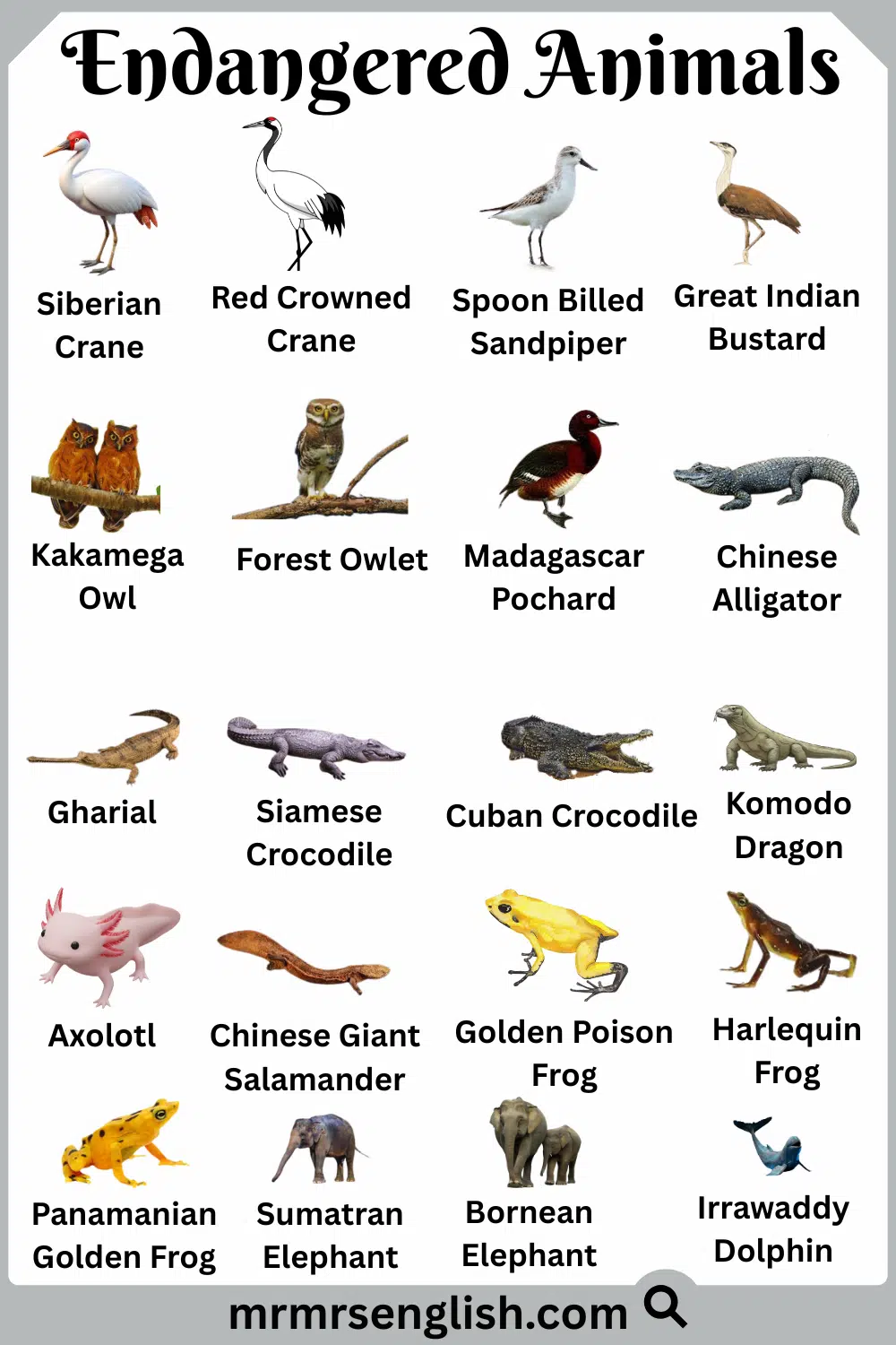 Endangered Animals List With Name Endangered Species | National