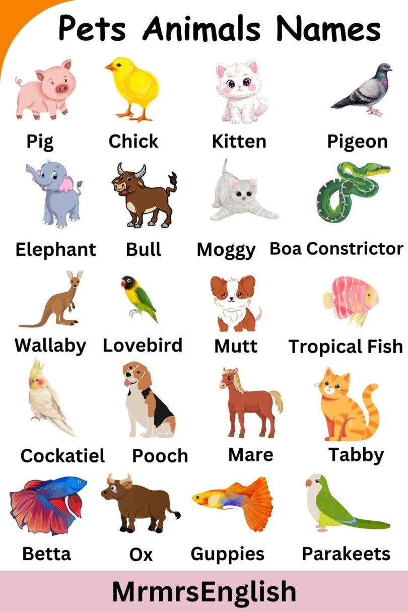60 Pets Animal Name in English with Picture - MR MRS ENGLISH