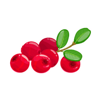 Fruits Vocabulary words with Sentences in English with Pictures - MR ...