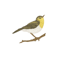 Birds Name in English with pictures and Types of Birds - MR MRS ENGLISH