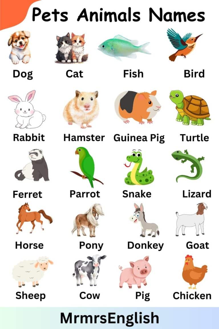 60 Pets Animal Name in English with Picture - MR MRS ENGLISH