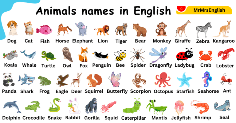 Name of Animals in English with Pictures - MR MRS ENGLISH