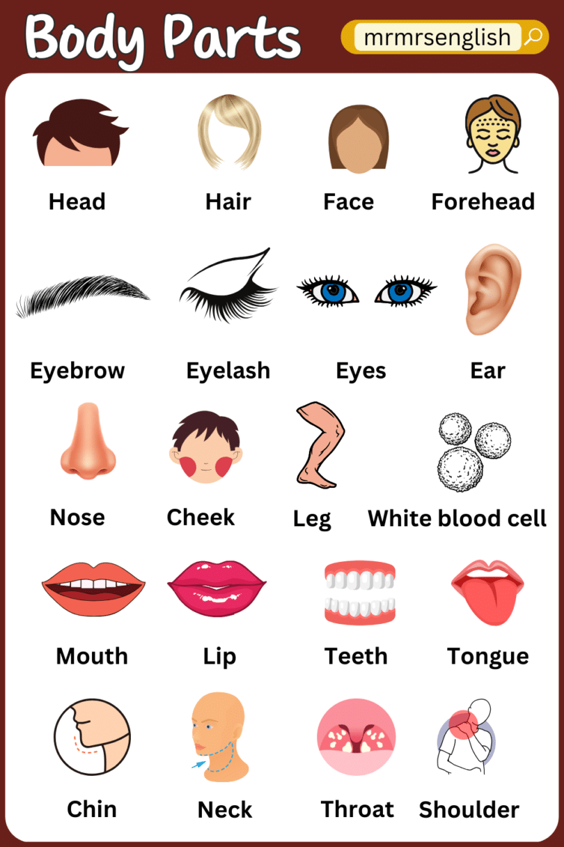 Body Parts Name in English with Their Pictures - MR MRS ENGLISH