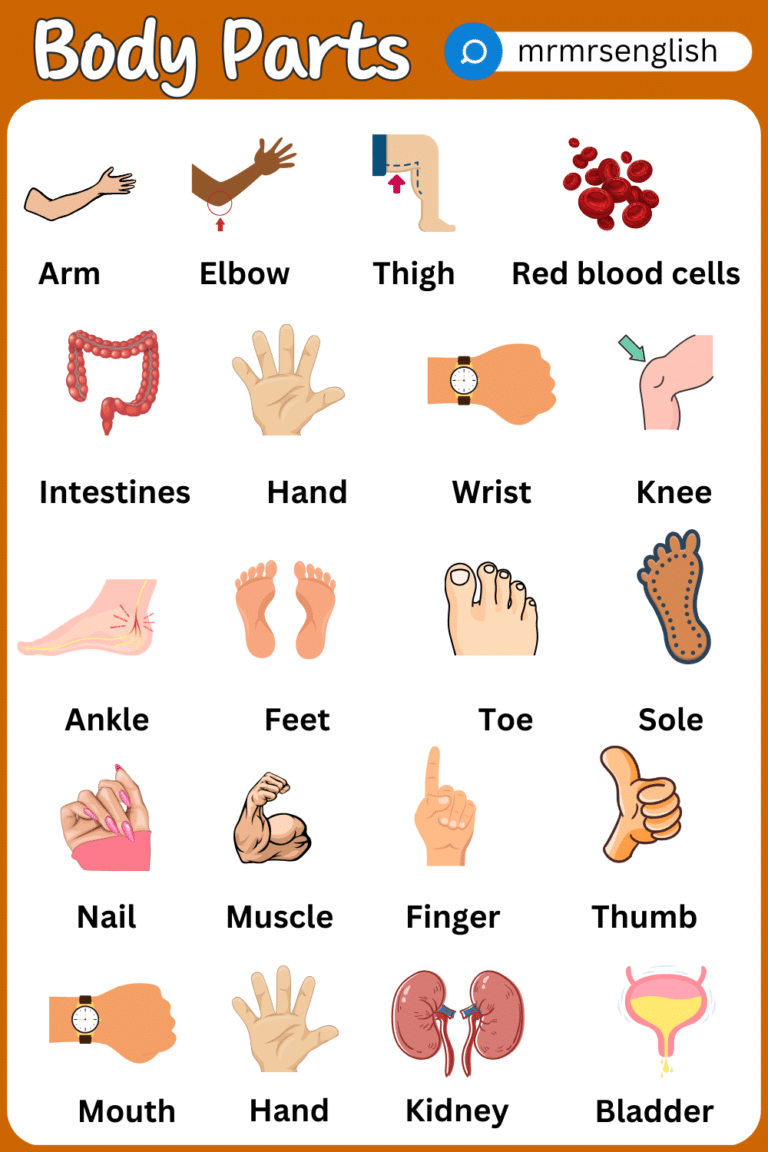 Body Parts Name in English with Their Pictures - MR MRS ENGLISH