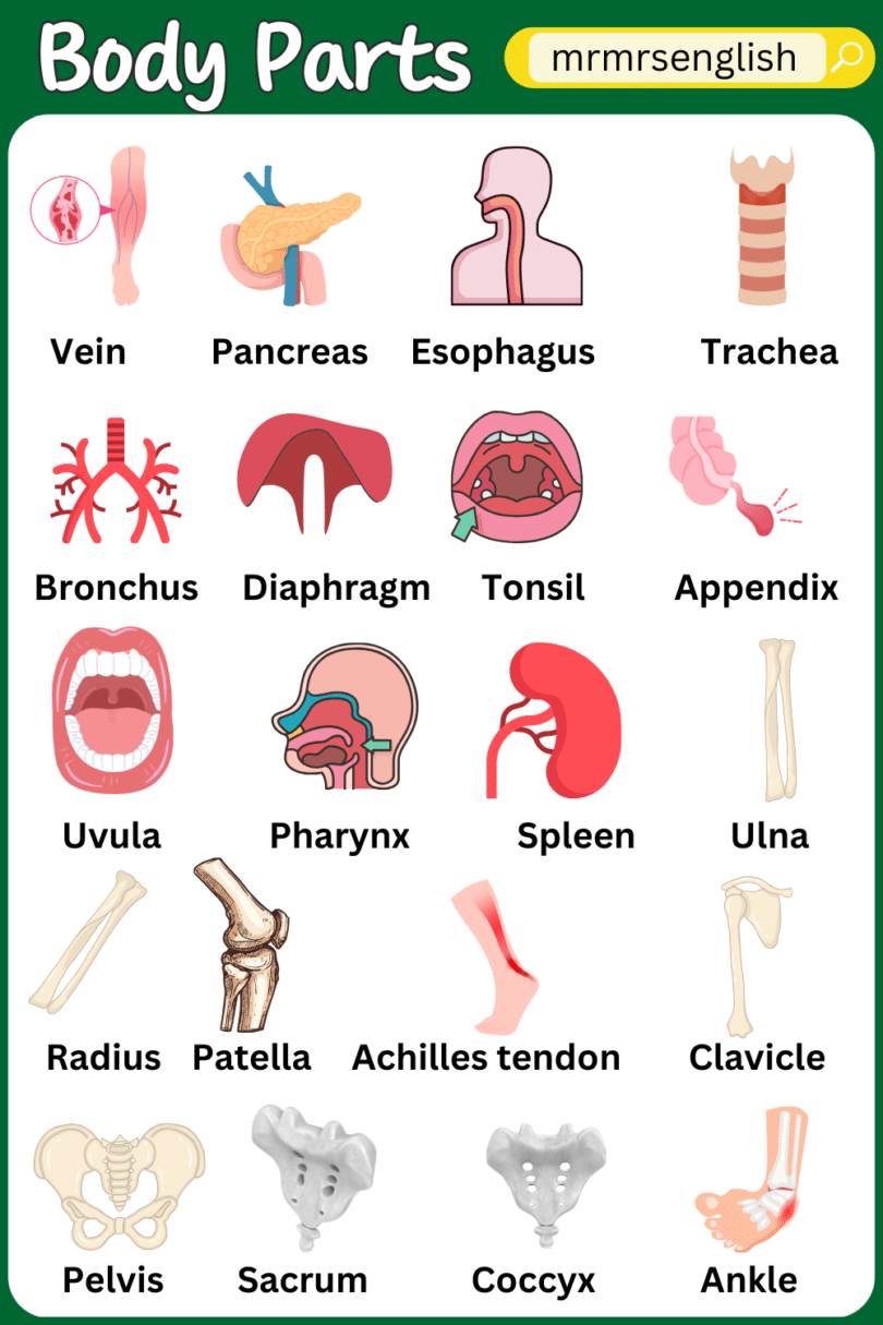 Body Parts Name in English with Their Pictures - MR MRS ENGLISH