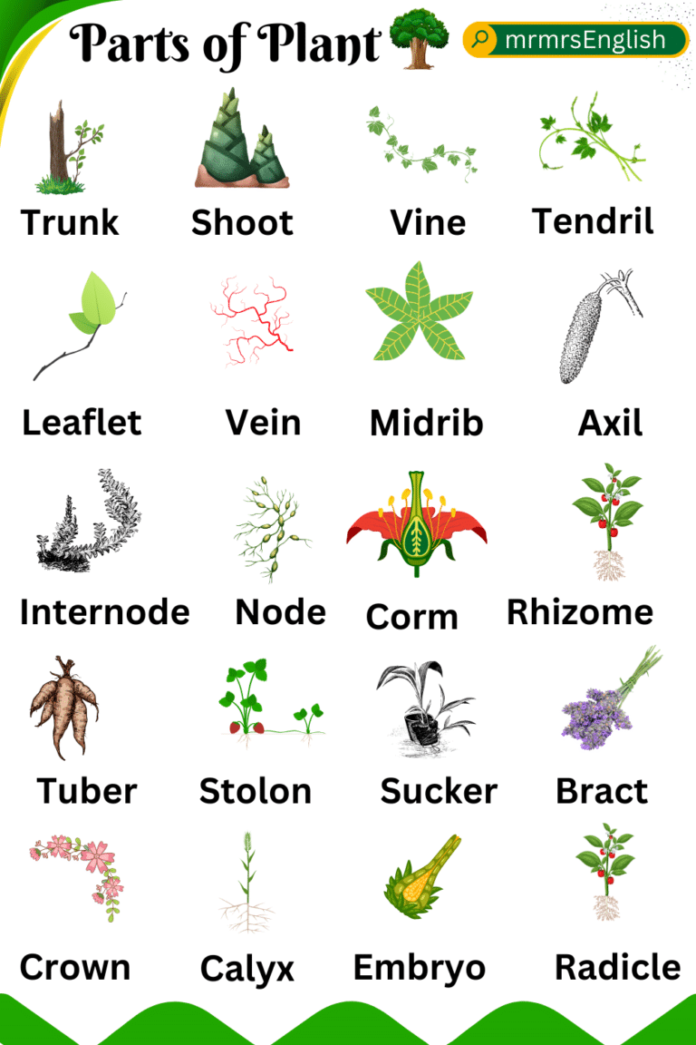 Parts of Plant | Useful Plant Parts in English with Their Pictures - MR ...