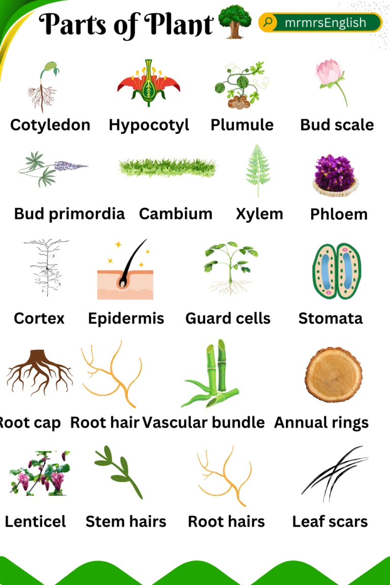 Parts of Plant | Useful Plant Parts in English with Their Pictures - MR ...