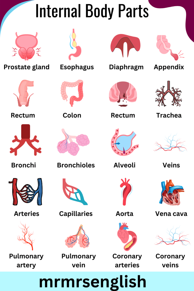 Internal Body Parts Names in English with Images - MR MRS ENGLISH