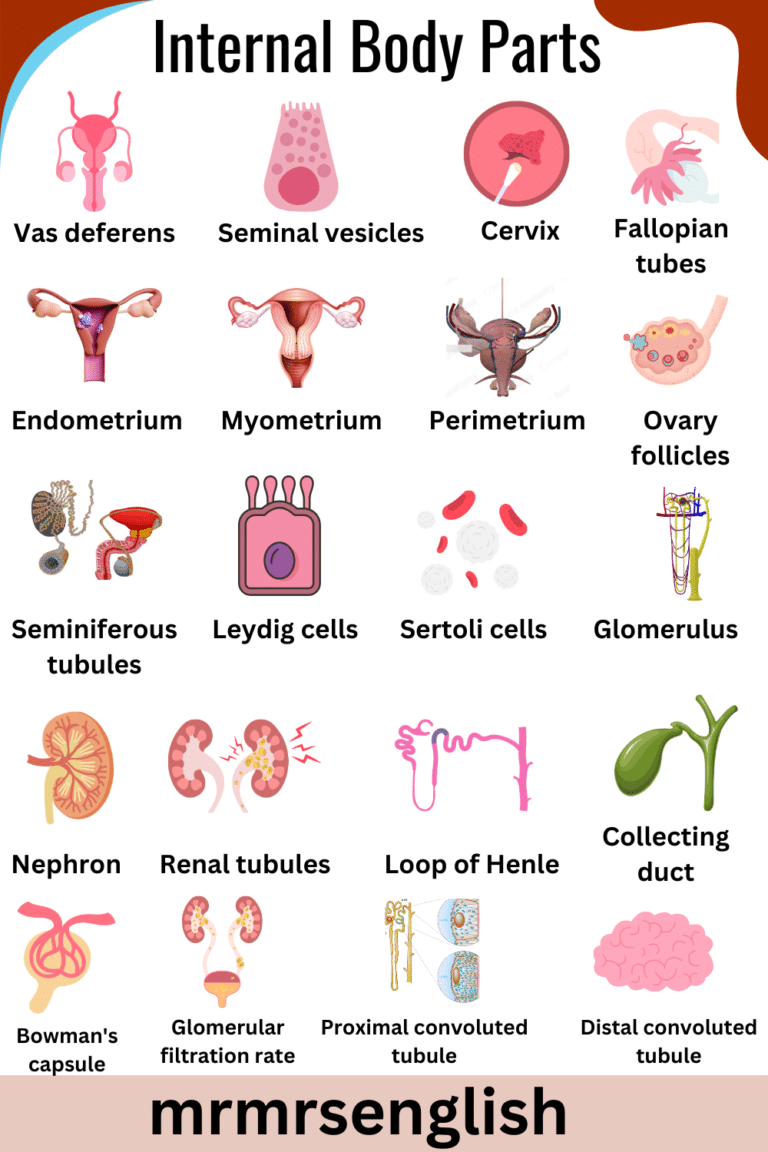 Internal Body Parts Names in English with Images - MR MRS ENGLISH