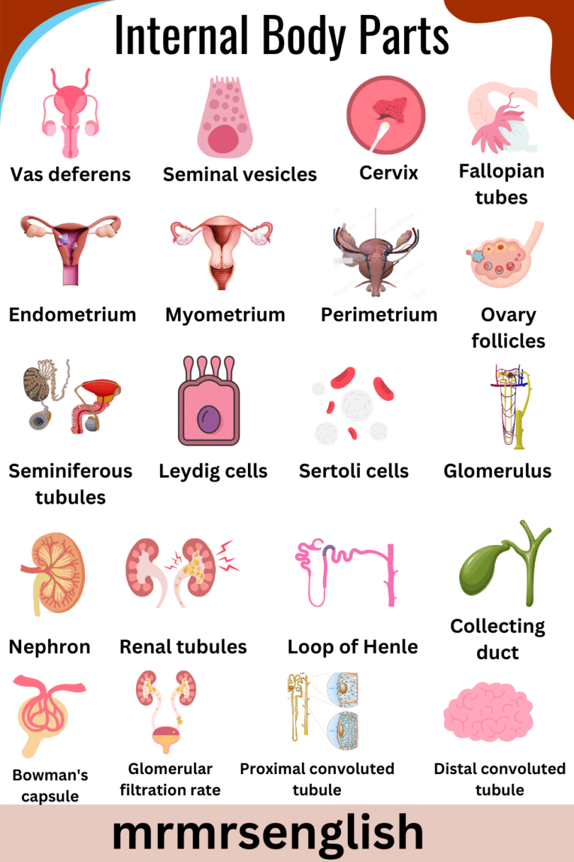 Internal Body Parts Names in English with Images - MR MRS ENGLISH