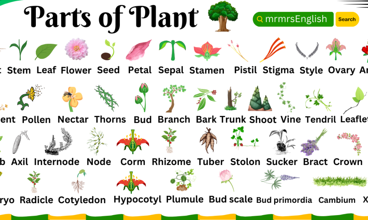 Plant Names And Their Meanings Names Of Land And Water Plants