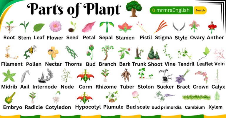 Parts of Plant | Useful Plant Parts in English with Their Pictures - MR ...