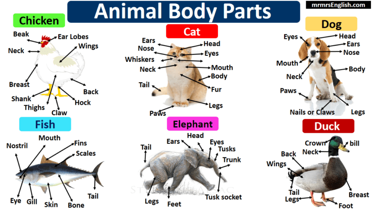 Animals Body Parts Name in English with Pictures - MR MRS ENGLISH