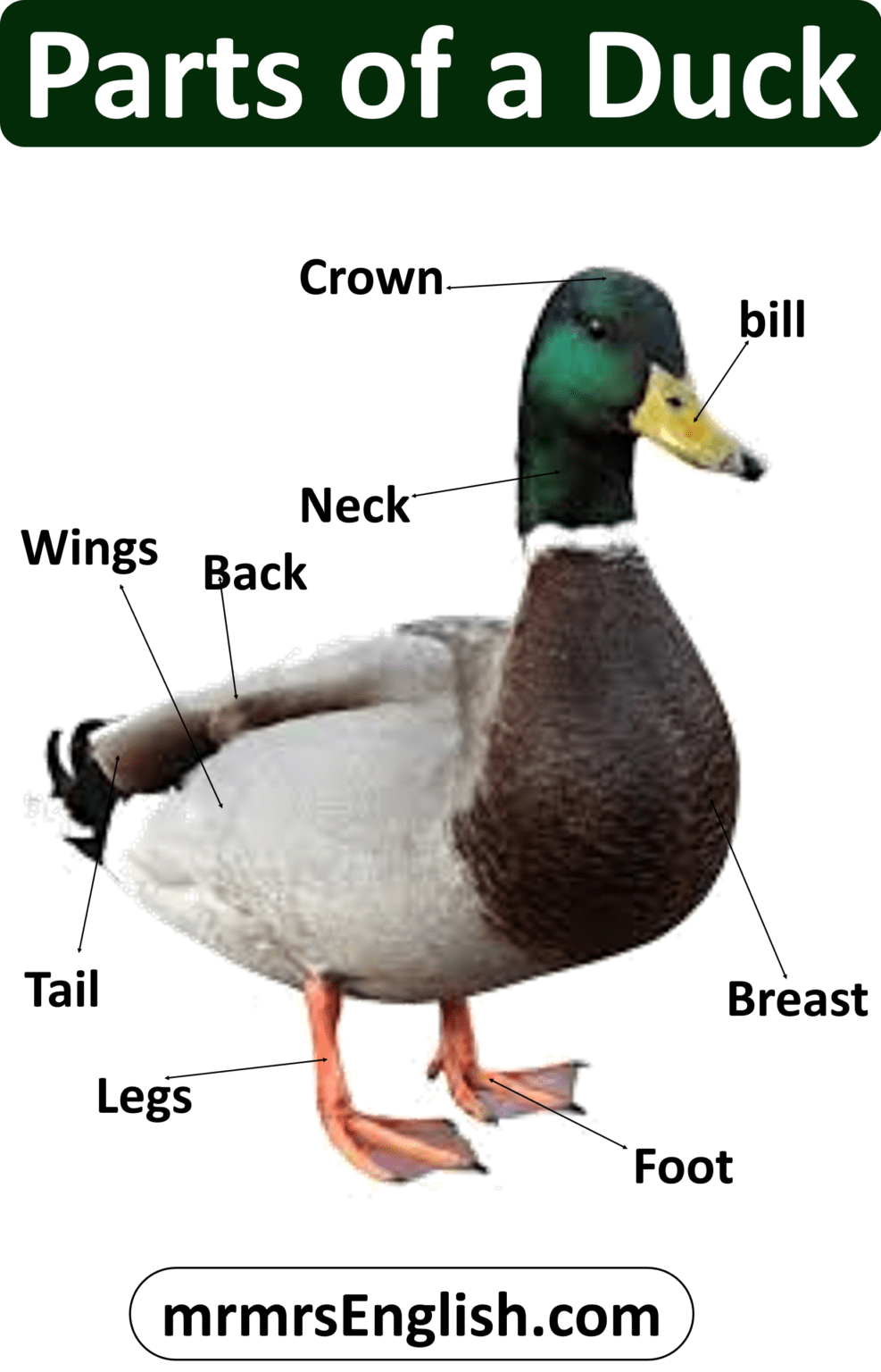 Animals Body Parts Name in English with Pictures - MR MRS ENGLISH