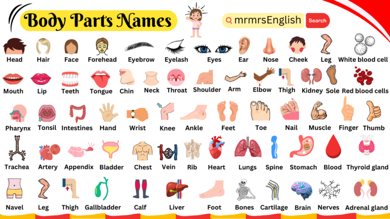 Body Parts Name in English with Their Pictures - MR MRS ENGLISH