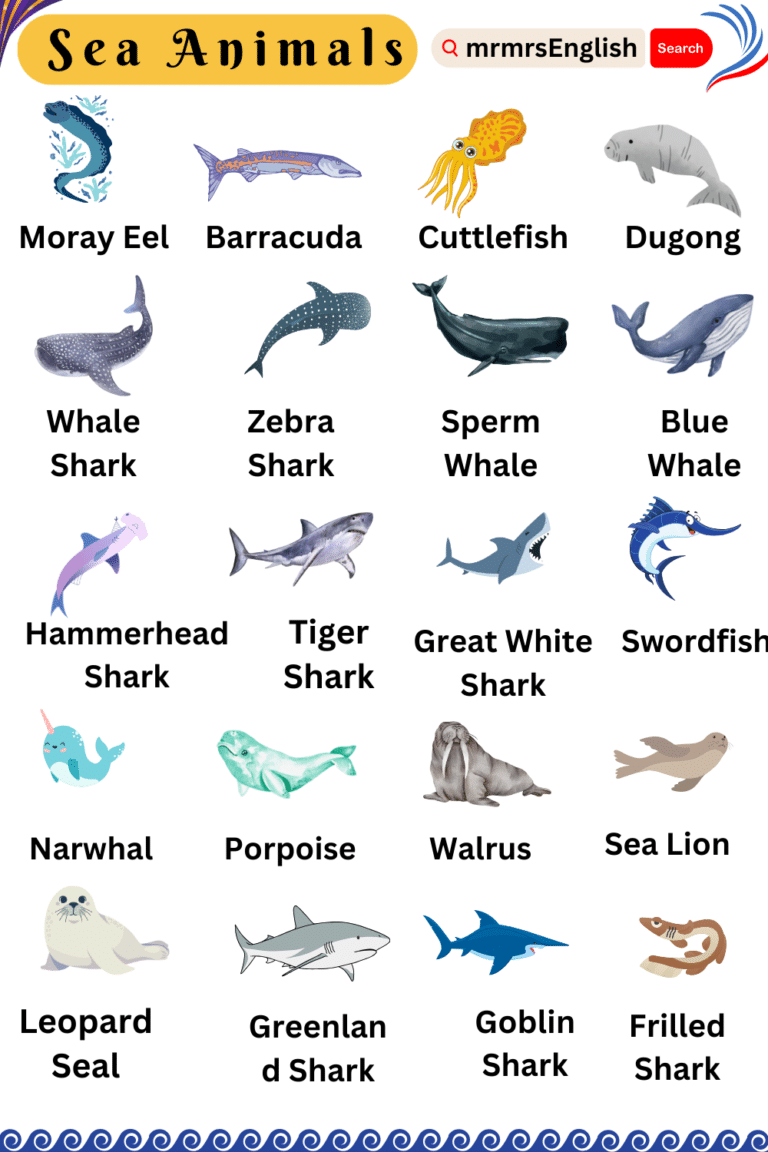 Sea Animals Name in English with Their Pictures - MR MRS ENGLISH