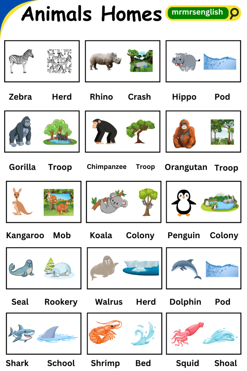 Homes Names of Animals and Their Images in English - MR MRS ENGLISH