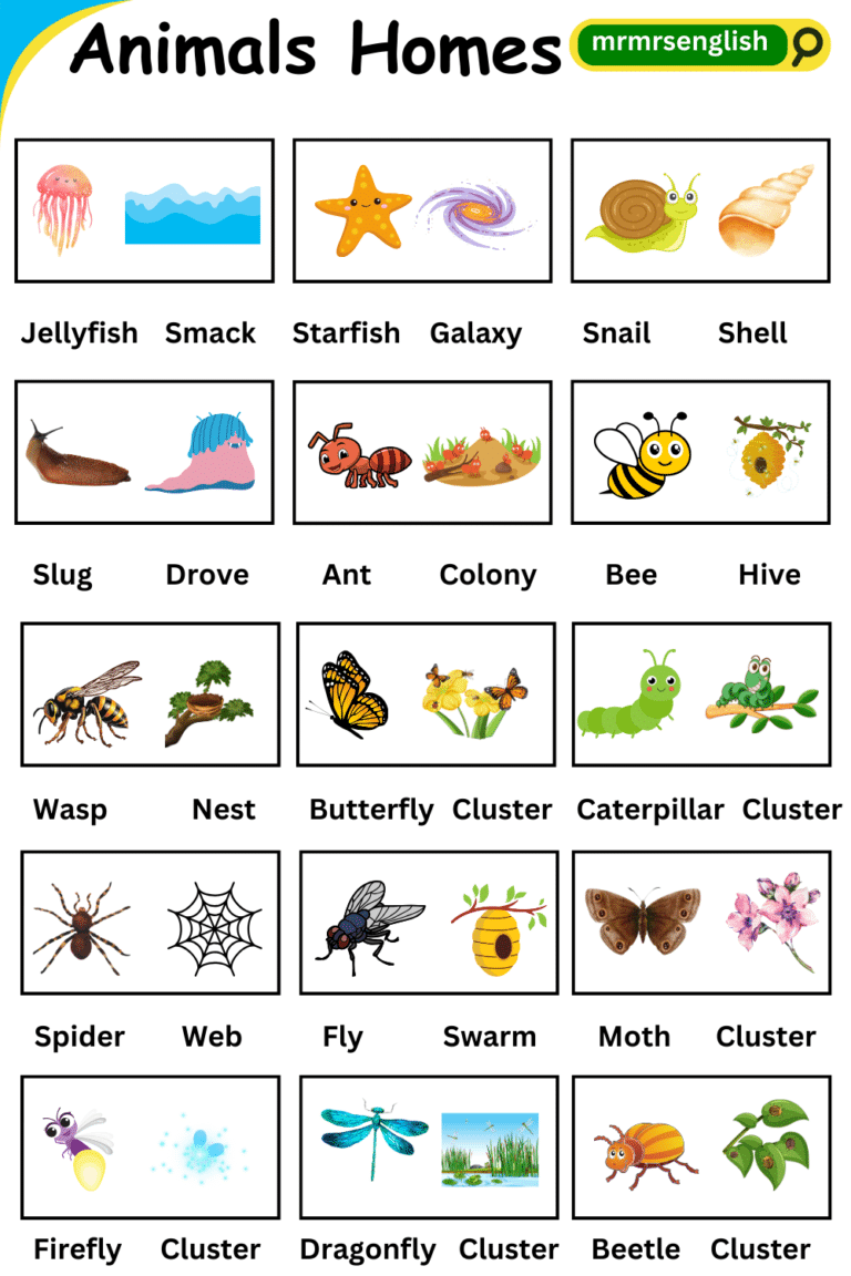 Homes Names of Animals and Their Images in English - MR MRS ENGLISH