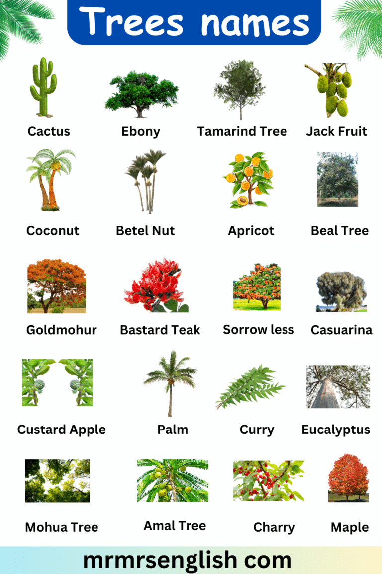 Types of Trees Names in English with Their Pictures - MR MRS ENGLISH