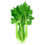 Green Vegetables Names in English with Their Pictures - MR MRS ENGLISH