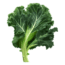 Green Vegetables Names in English with Their Pictures - MR MRS ENGLISH