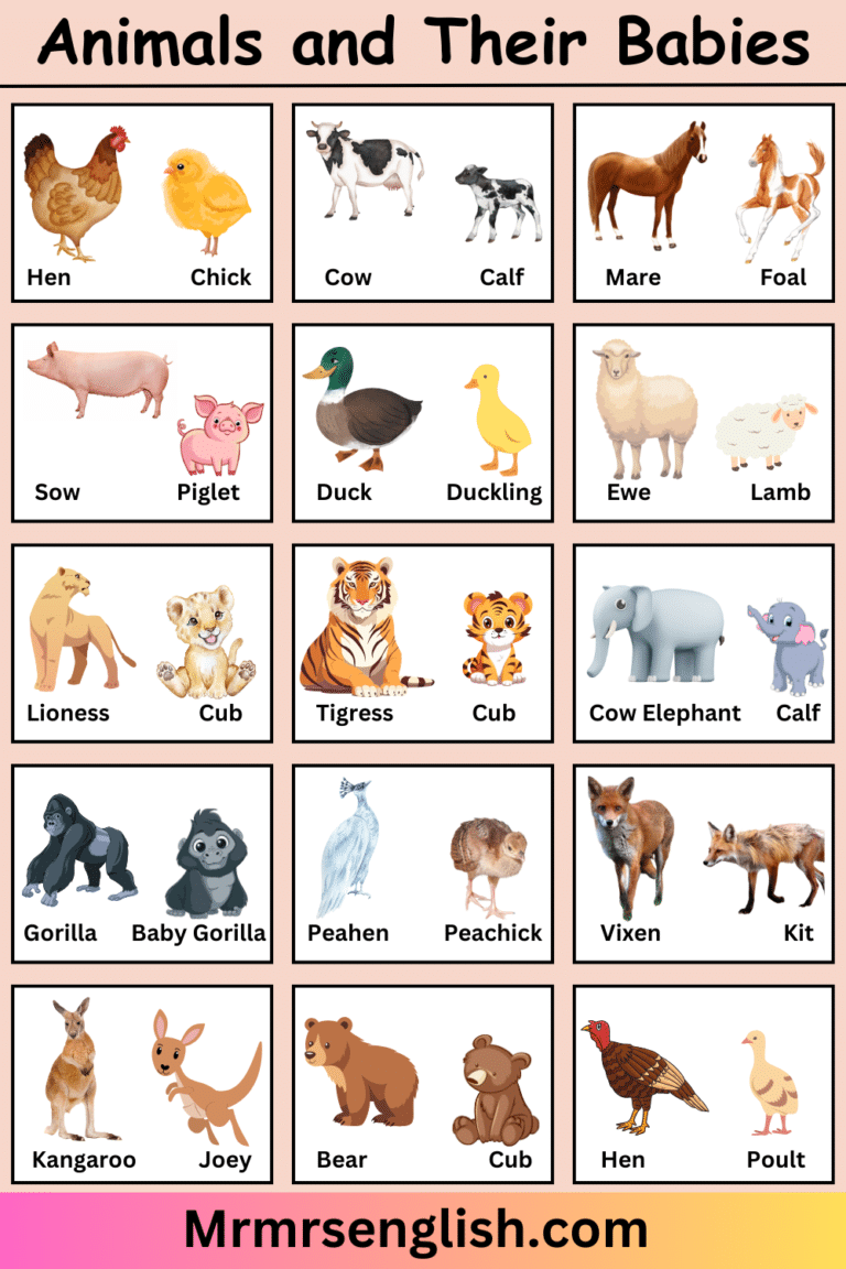 Animals and Their Babies Names in English with Pictures - MR MRS ENGLISH
