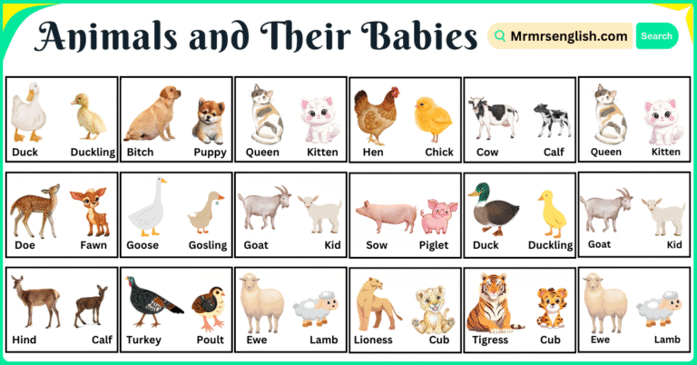 Animals and Their Babies Names with Pictures in English - MR MRS ENGLISH