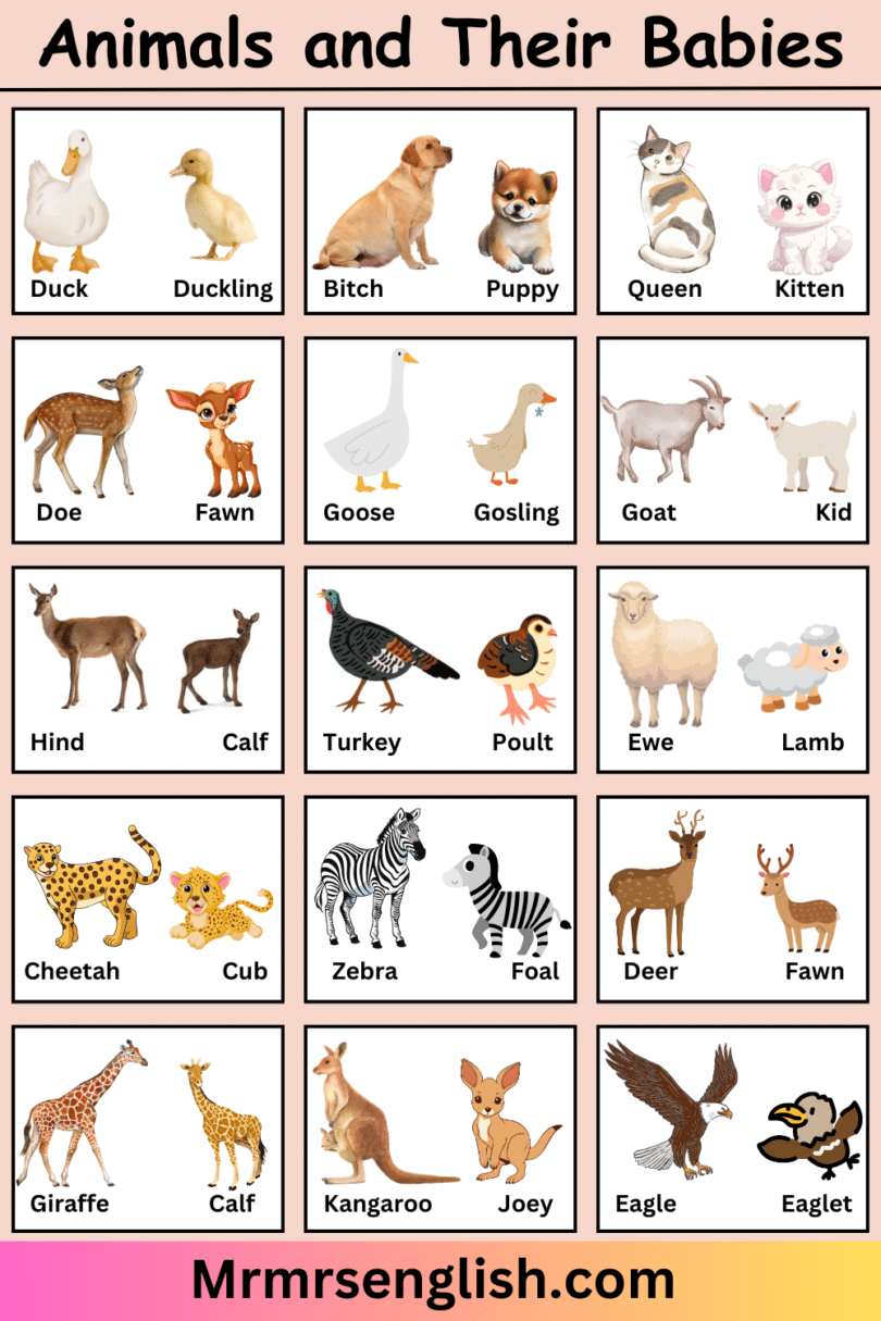 Animals and Their Babies Names in English with Pictures - MR MRS ENGLISH