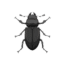 60 Insects Names in English with Their Pictures - MR MRS ENGLISH