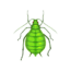 60 Insects Names in English with Their Pictures - MR MRS ENGLISH