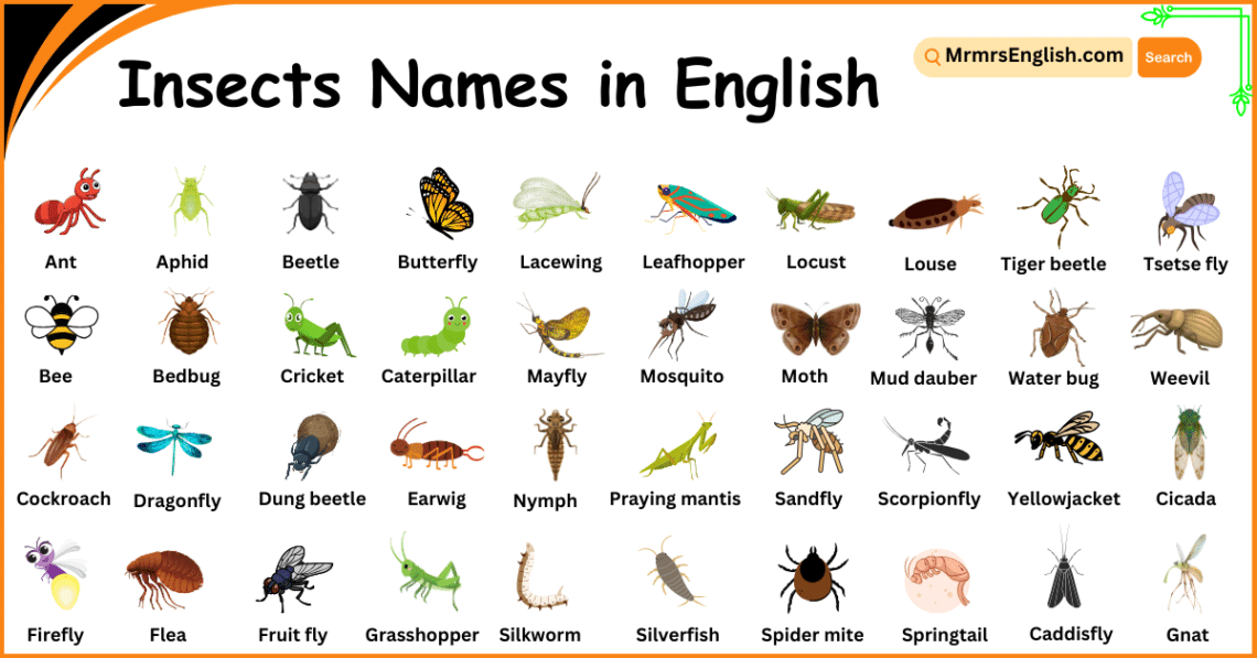 60 Insects Names in English with Their Pictures - MR MRS ENGLISH