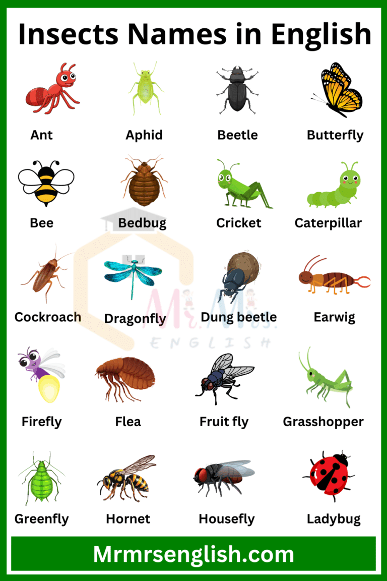60 Insects Names in English with Their Pictures - MR MRS ENGLISH