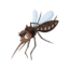 60 Insects Names in English with Their Pictures - MR MRS ENGLISH