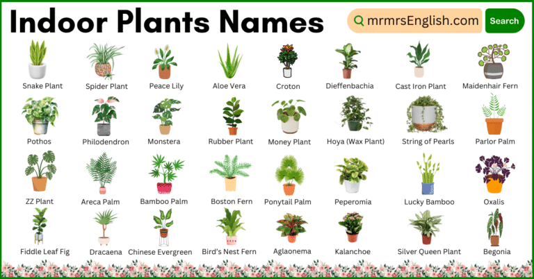 Herbs Plants Names in English with Their Pictures - MR MRS ENGLISH
