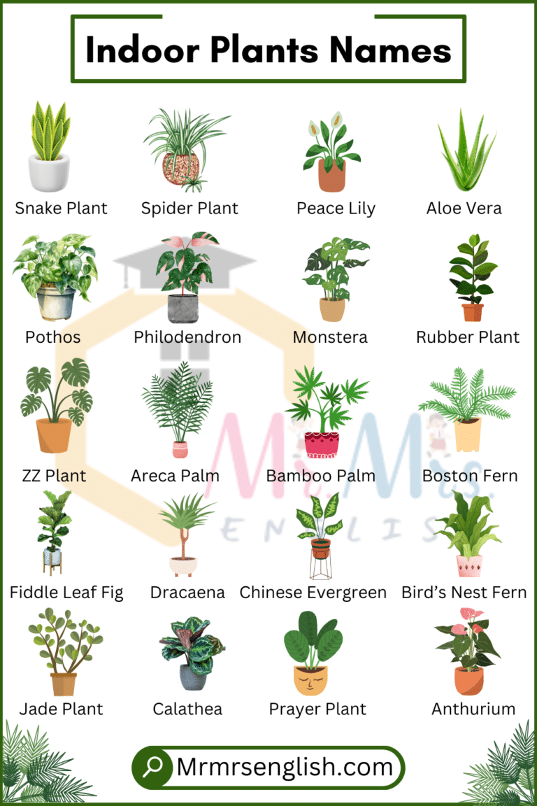 Indoor Plants names in English and Their Pictures - MR MRS ENGLISH