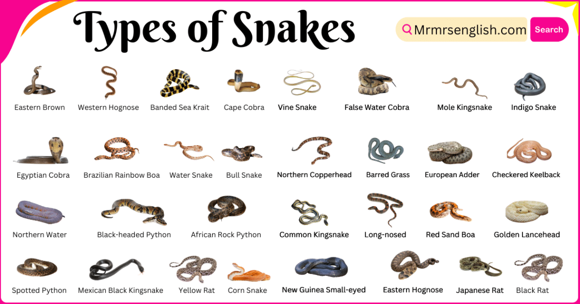 Types of Snakes names in English and their Pictures - MR MRS ENGLISH