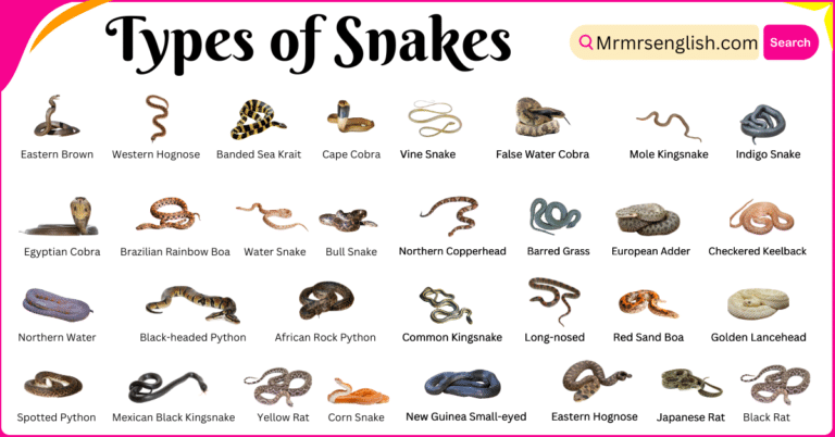 Types of Snakes names in English and their Pictures - MR MRS ENGLISH