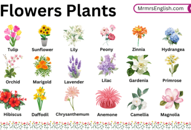 MR MRS ENGLISH - Learning English Made Effortless