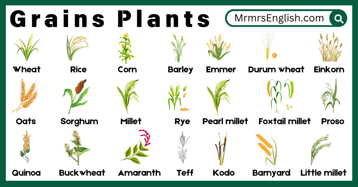 Grains Plants Names in English and Their Pictures - MR MRS ENGLISH
