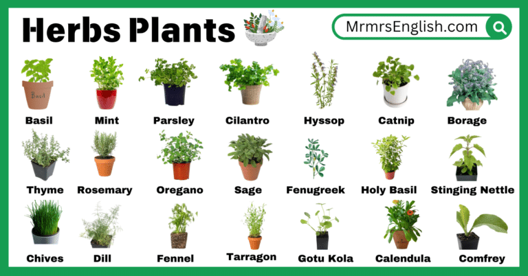 Herbs Plants Names in English with Their Pictures - MR MRS ENGLISH