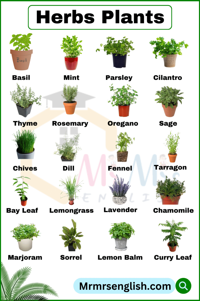 Herbs Plants Names in English with Their Pictures - MR MRS ENGLISH