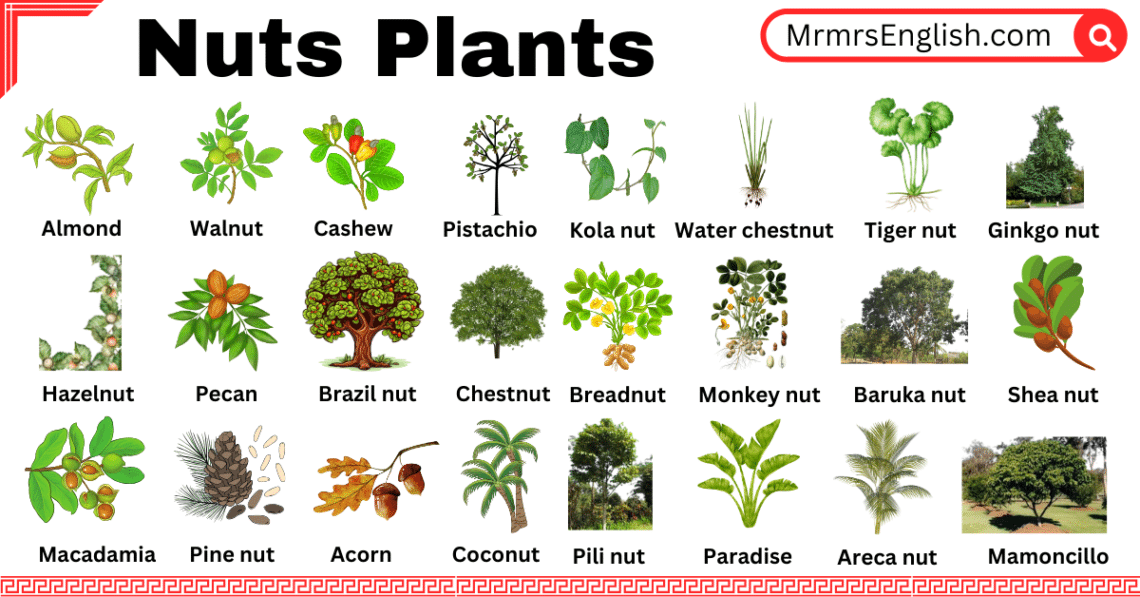 Nuts Plants Names in English with Their Pictures - MR MRS ENGLISH