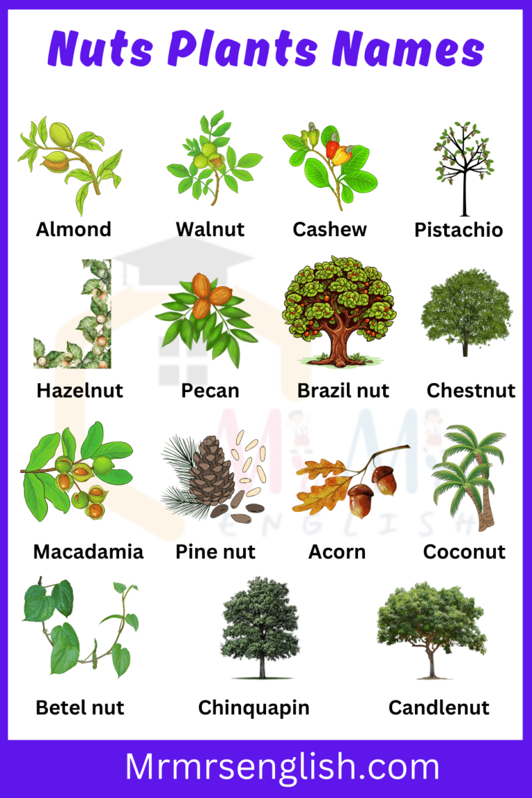 Nuts Plants Names in English with Their Pictures - MR MRS ENGLISH