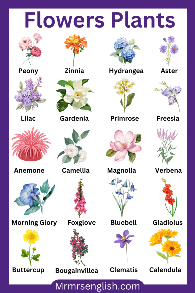 Flowers Plants Names in English with Their Pictures - MR MRS ENGLISH