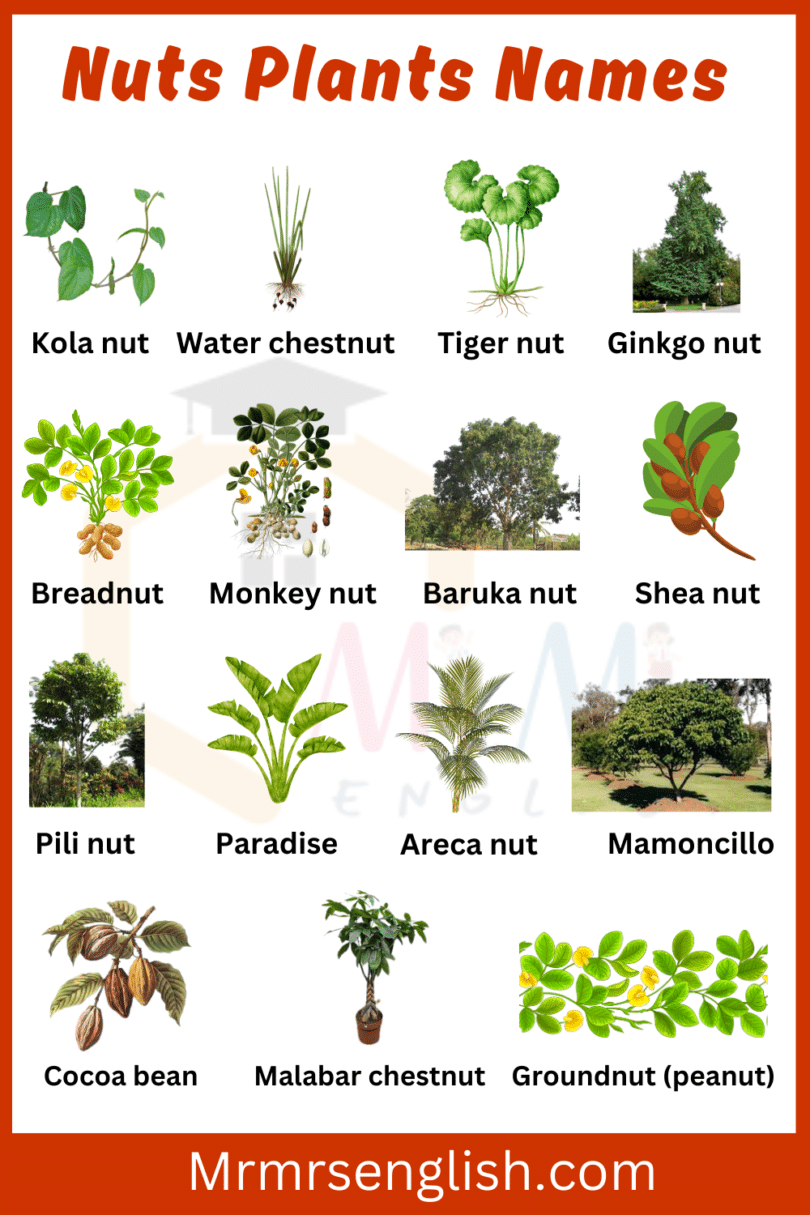Nuts Plants Names in English with Their Pictures - MR MRS ENGLISH