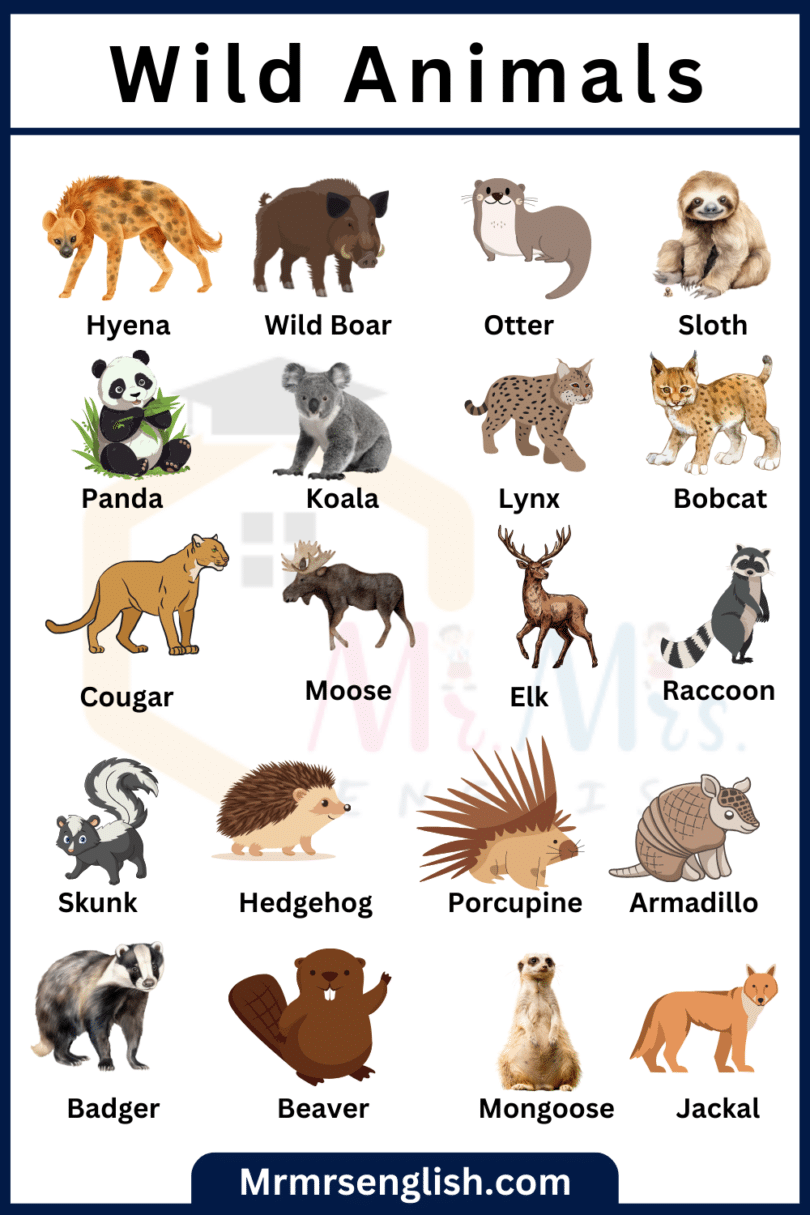 80 Most Common Wild Animals Names in English with Pictures - MR MRS ENGLISH