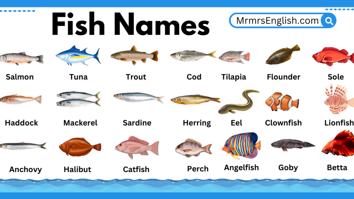 Diffe Types Of Sea Fishes With Names And Pictures And Names ...
