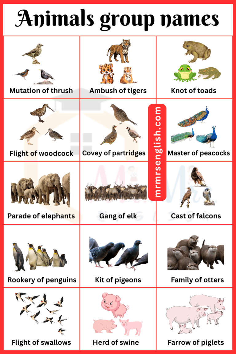 Animals Groups Names in English with their Pictures - MR MRS ENGLISH