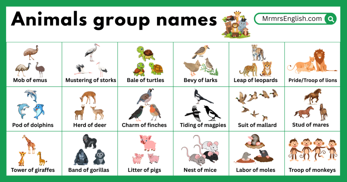 Animals Groups Names In English With Their Pictures MR MRS ENGLISH
